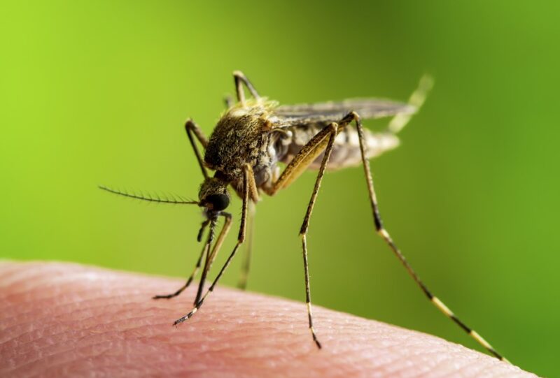 Vector-Borne Diseases – Public Health – Idaho North Central District